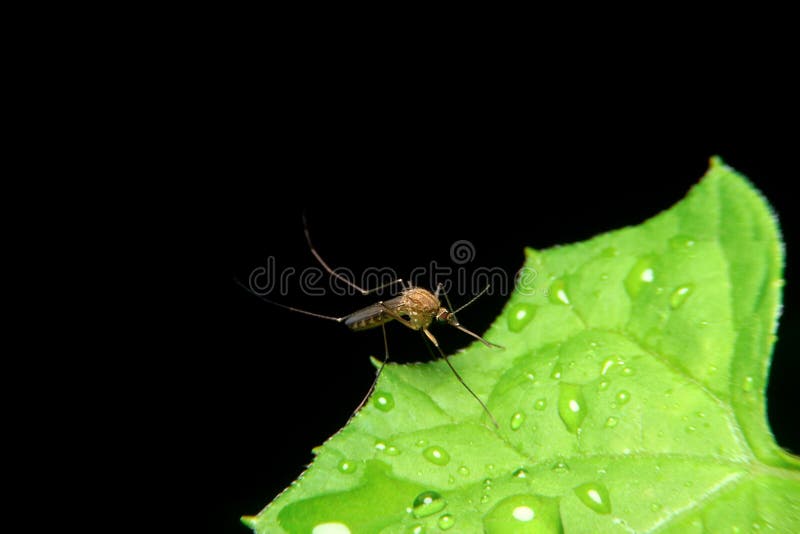 Close-up Female Mosquito on Green Leaf, Night Time Stock Photo - Image ...