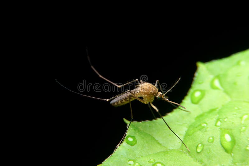 Close-up Female Mosquito on Green Leaf, Night Time Stock Photo - Image ...
