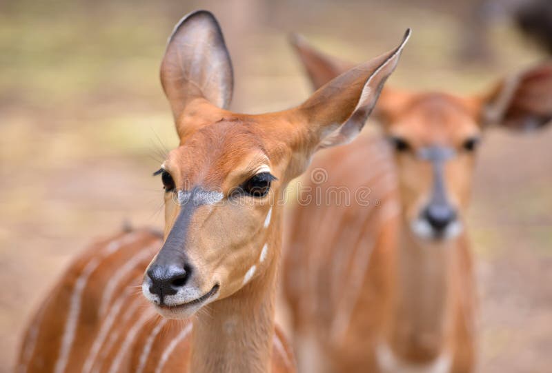 Female Nyala stock photo. Image of ears, horns, conservation - 43601018