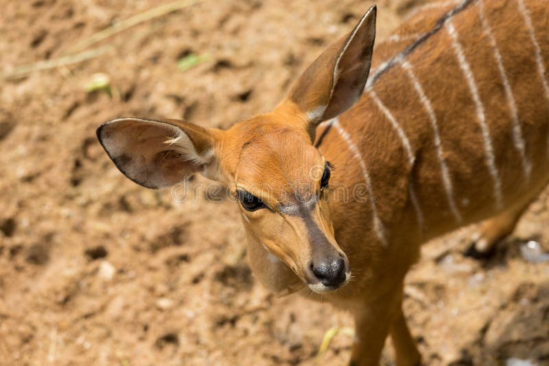 Close Up Female Nyala (striped Deer) Stock Photo - Image of close ...