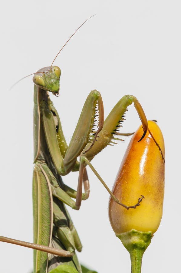 Close Up of Female Praying Mantis Stock Image - Image of natural, macro ...