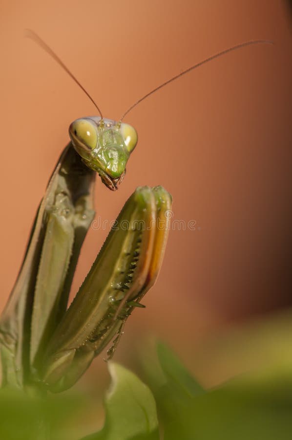 Close Up of Female Praying Mantis Stock Photo - Image of isolated ...
