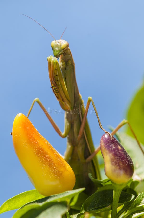 Close Up of Female Praying Mantis Stock Photo - Image of predator ...