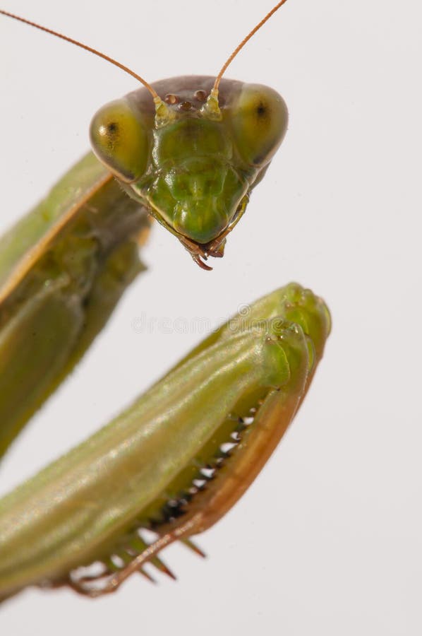 Close Up of Female Praying Mantis Stock Image - Image of isolated ...