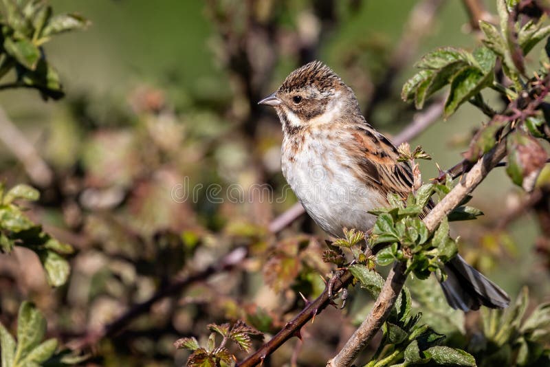 Close Up of a Female Reed Bunting Perched on Branch Stock Photo - Image ...