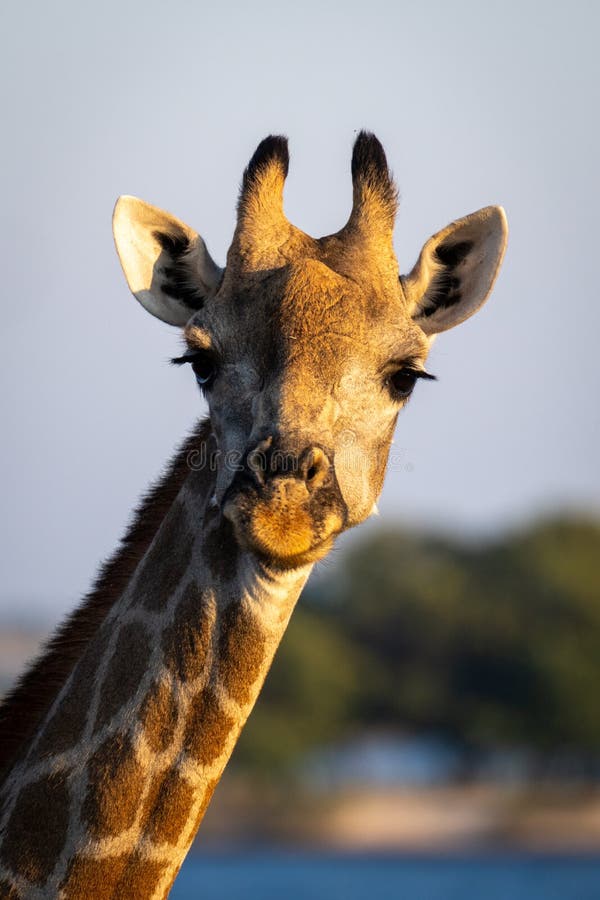 Close-up of Female Southern Giraffe Watching Camera Stock Photo - Image ...