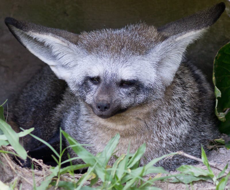 Close Up of Fennec Fox Head with Big Cute Eyes Stock Image - Image of ...