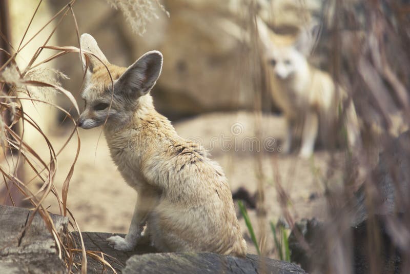 Close Up on Fennec Fox (Vulpes Zerda) Stock Photo - Image of vulpes ...