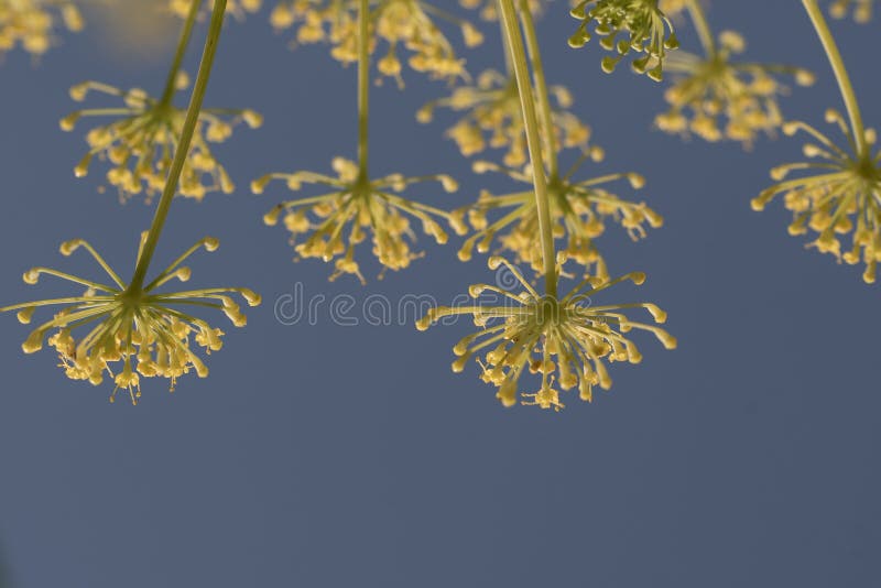Close Up of Fennel Flowers. on Sky Background Stock Photo - Image of ...