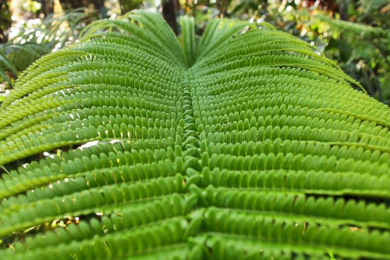 Close-up of Fern Leaf in Big Island Forest Stock Image - Image of ...