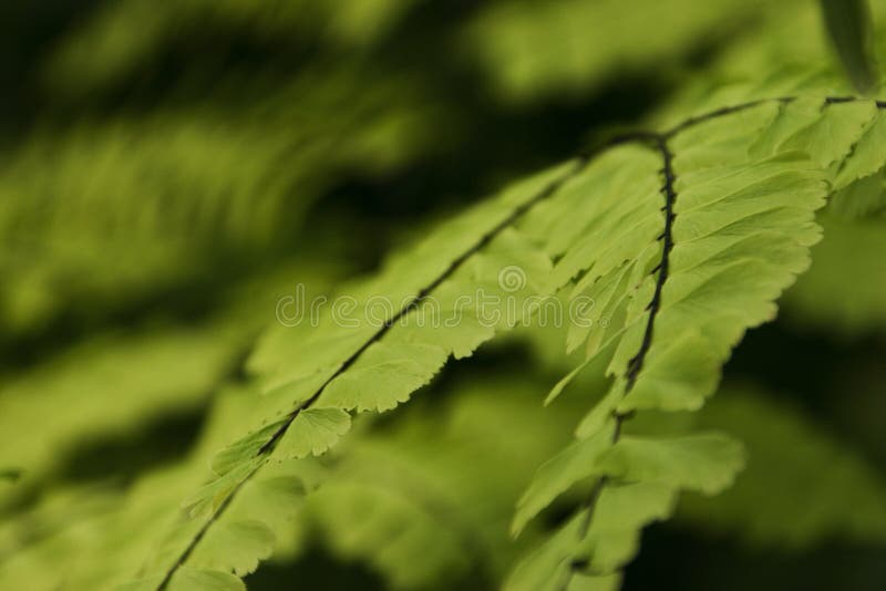 Red fern texture stock image. Image of material, flora - 148821