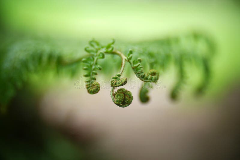 Close Up Fern Leaves in Tropical Rainforest. Stock Photo - Image of ...