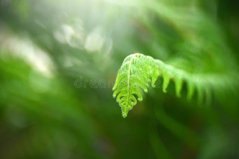 Close Up Fern Leaves in Tropical Rainforest. Stock Photo - Image of ...