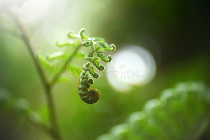 Close Up Fern Leaves in Tropical Rainforest. Stock Image - Image of ...