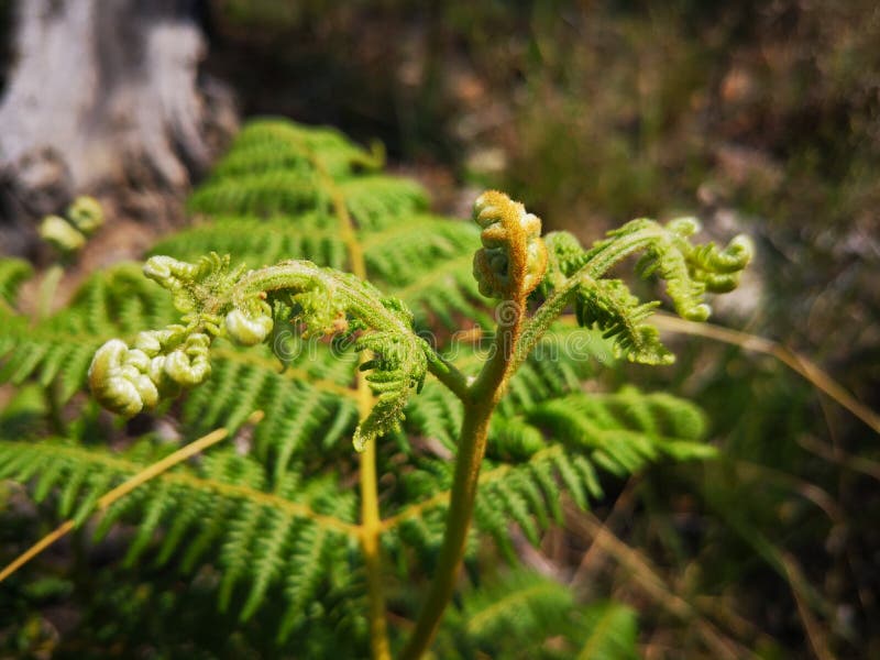Close up of fern stock image. Image of nature, fern - 138391037