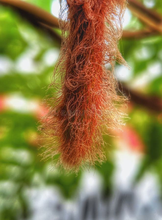 Close-up of a Fern Root Hanging from a Tree Stock Photo - Image of root ...