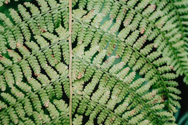 Super fern plant stock photo. Image of adiantum, pteridaceae - 289121044