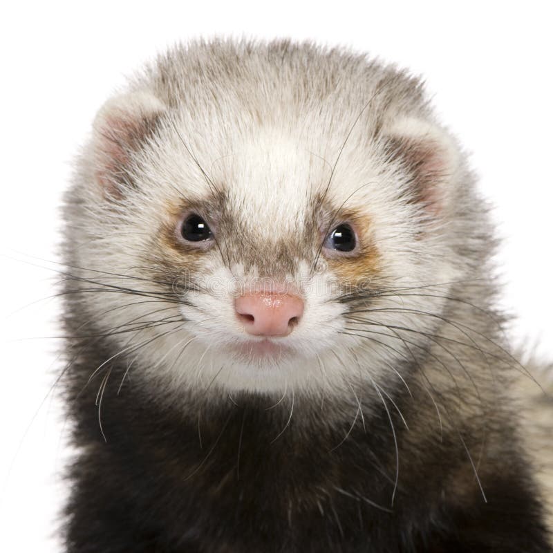 Ferret pet stock image. Image of nose, funny, white, nature - 10557157