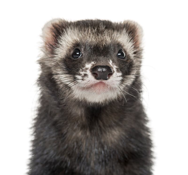 Close-up of a Ferret, Isolated Stock Photo - Image of putorius, mammal ...