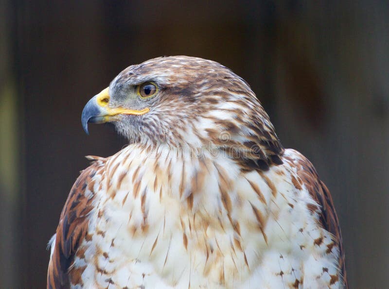 The Close-up of a Ferruginous Hawk Stock Image - Image of large, breast ...