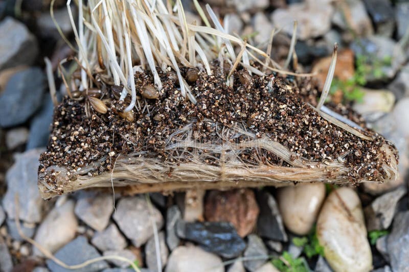 Close up of Fibrous roots. stock image. Image of fertilizer - 360090997