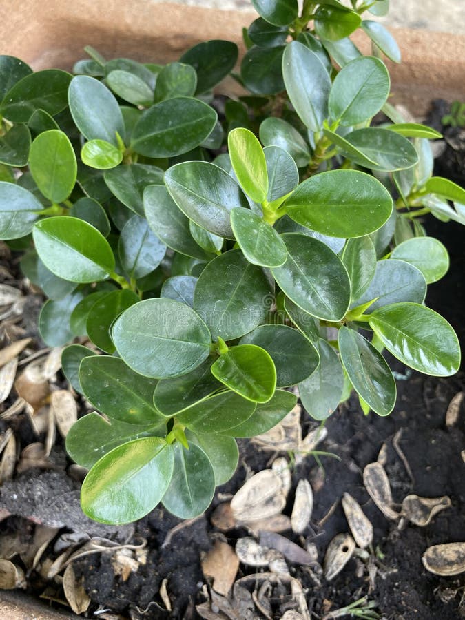 Close Up of Ficus Microcarpa Plant Growing Outdoors Stock Photo - Image ...