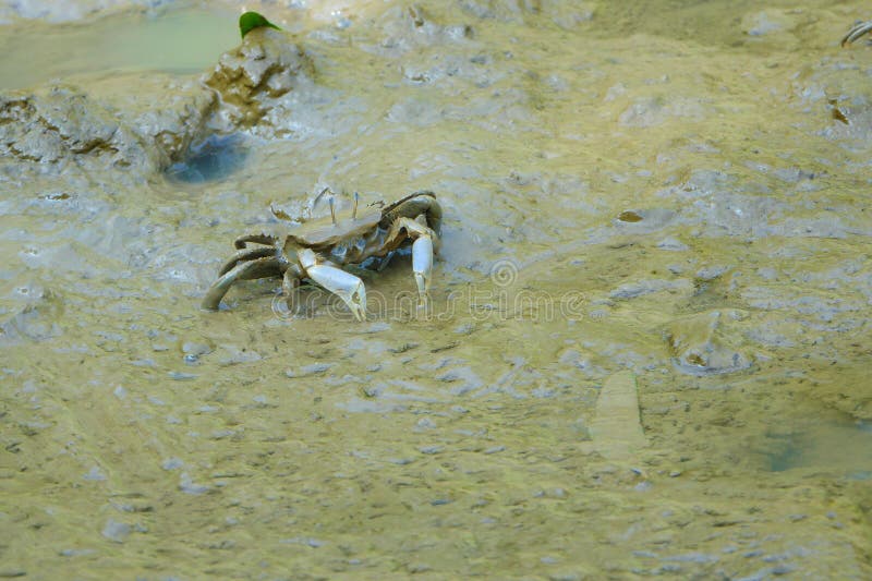 Fiddler crab stock photo. Image of wildlife, crab, reptile - 317045740
