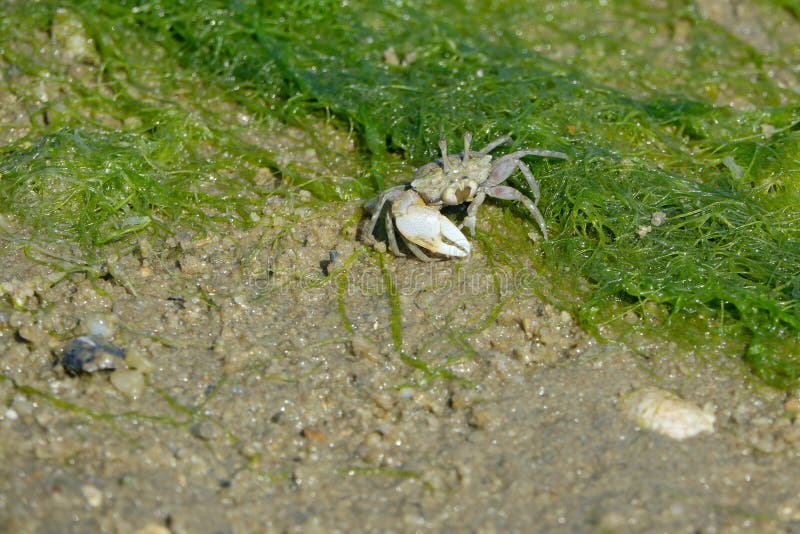 Fiddler crab stock image. Image of mudflat, animals - 356880155