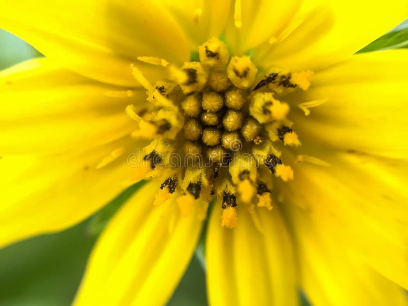 Fidelia Stock Photos - Free & Royalty-Free Stock Photos from Dreamstime