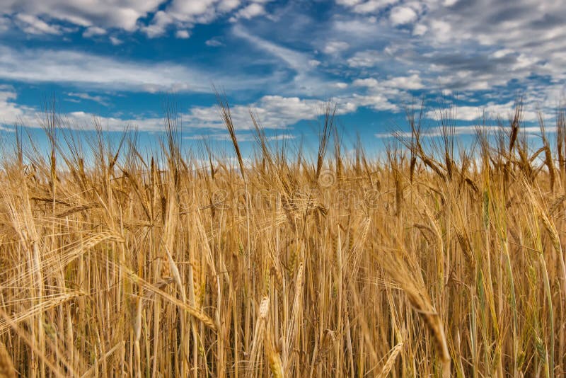 A Field of Golden Rye Under a Blue Sky with Clouds Stock Photo - Image ...