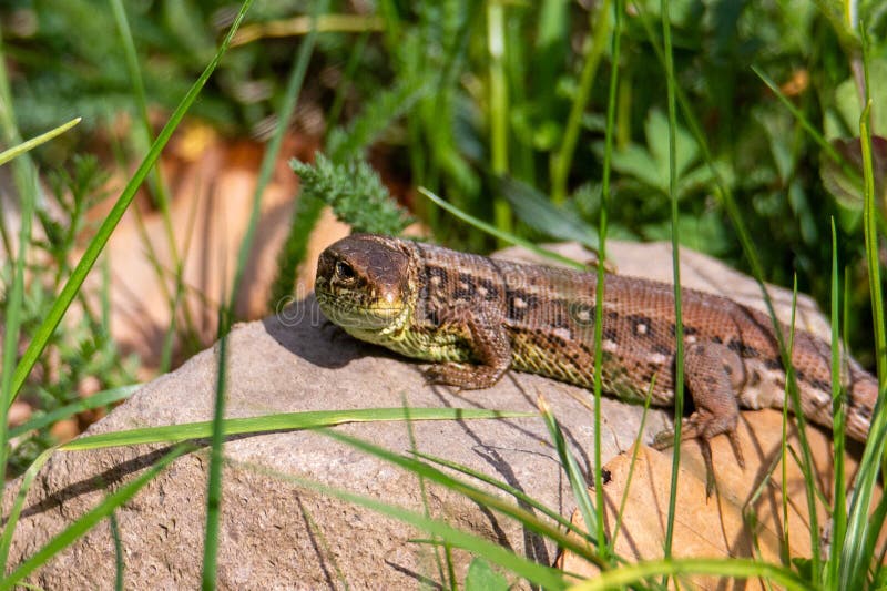 Close-up of a Field Lizard (Lacerta Agilis) in the Natural Environment ...