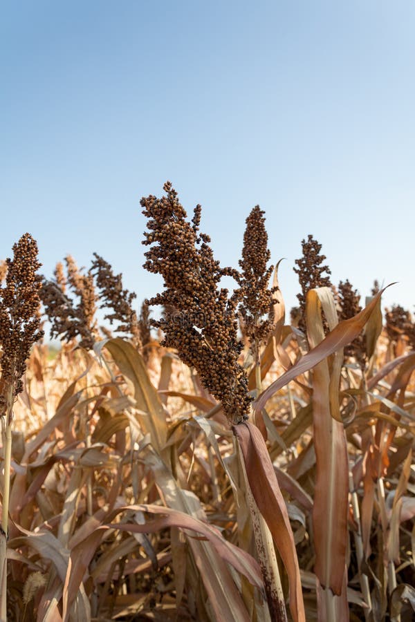 Field with millet crop stock image. Image of harvest - 31206705