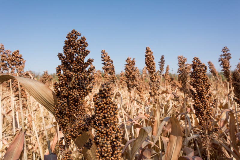 Field with millet crop stock image. Image of harvest - 31206705