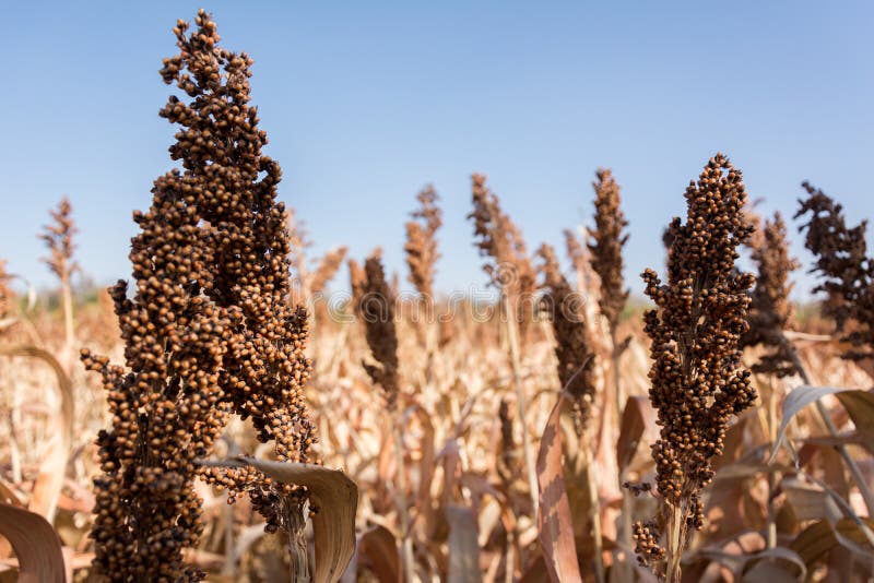 Field with millet crop stock image. Image of harvest - 31206705