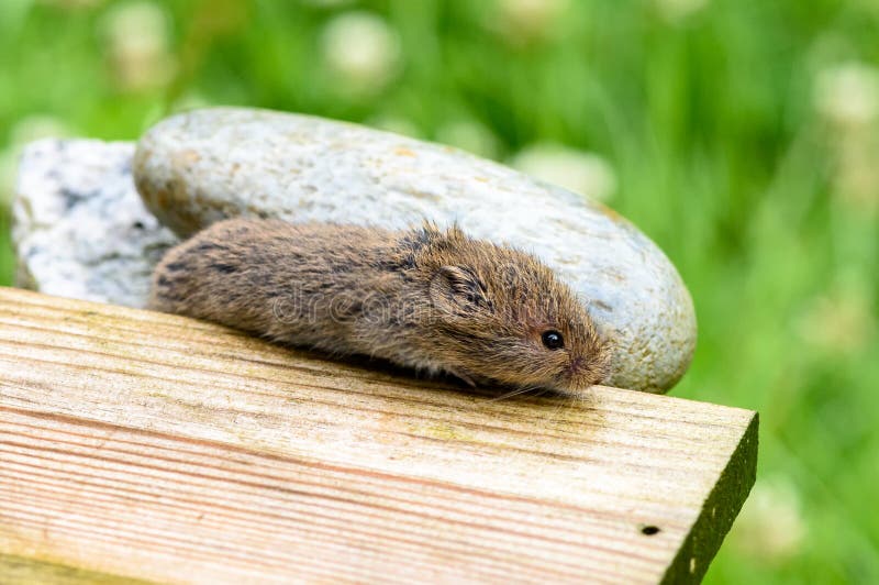 Close Up On Wild Brown Field Mouse, Side View Stock Image - Image of ...