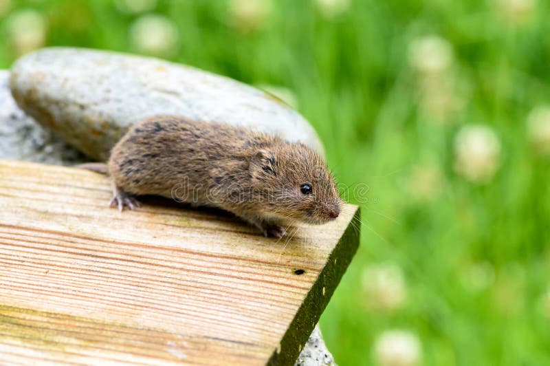 Close Up on Field Mouse Running on a Wooden Board in the Garden Stock ...