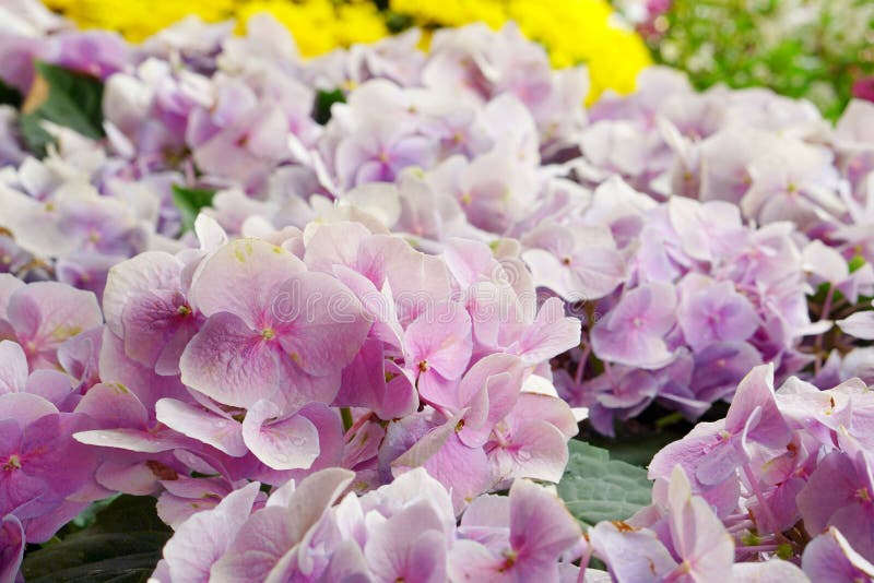 Close Up Field of Soft Pink Hydrangea Flower. Stock Image - Image of ...