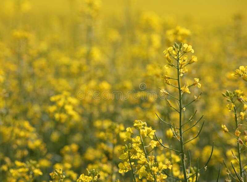 Field of yellow Seed stock photo. Image of grow, cost - 98745118