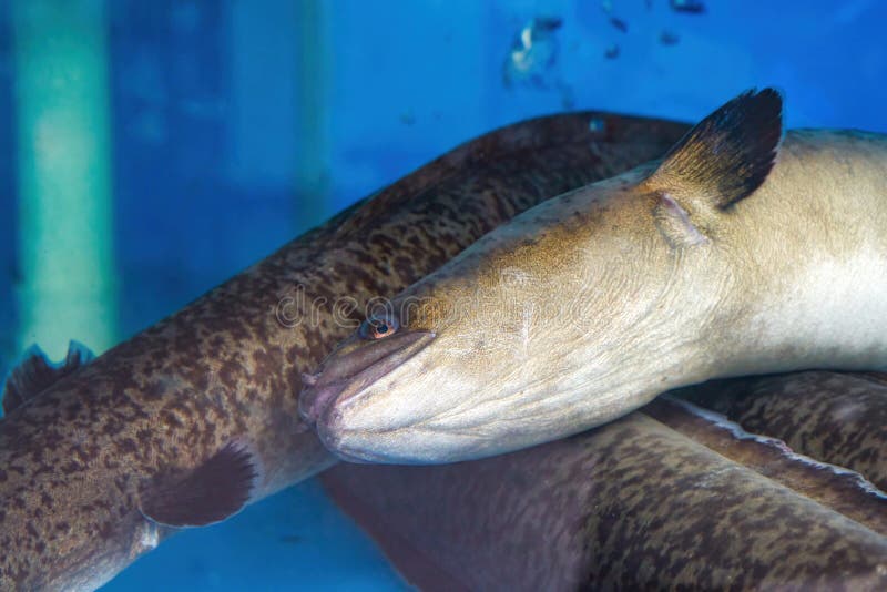 Close-up of Fierce Eel in the Farming Pond Stock Photo - Image of ...