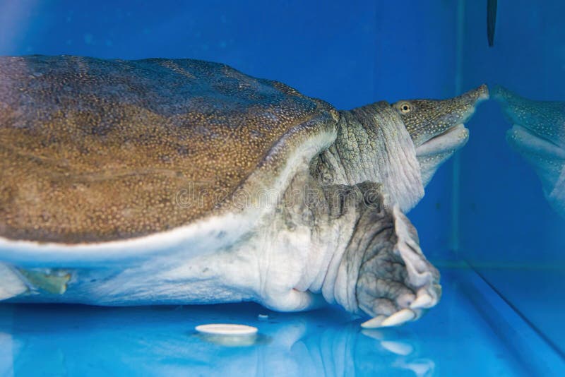 Fierce Farmed Turtle Stock Photos - Free & Royalty-Free Stock Photos ...