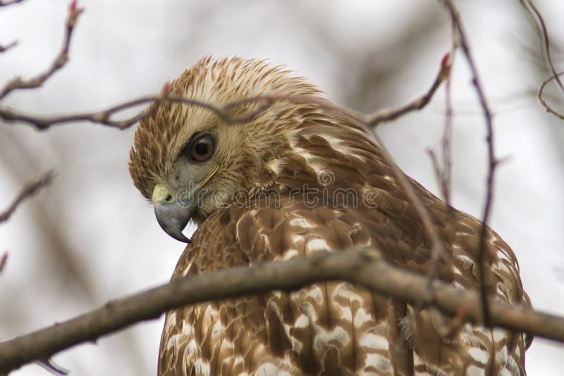 A Close-up of the Fierce Red-tailed Hawk Stock Image - Image of ...