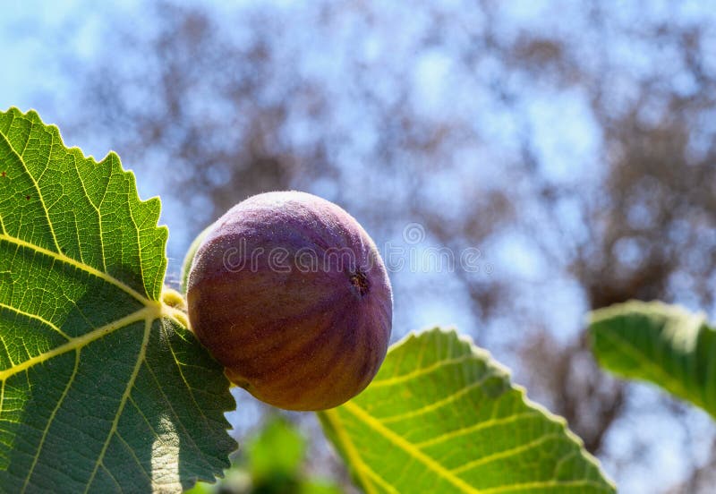 Close-up of a fig on tree stock photo. Image of tropical - 338259342