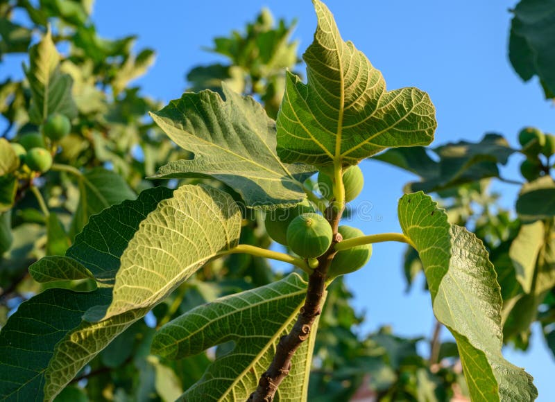Close-up of a fig on tree stock image. Image of growth - 336925551