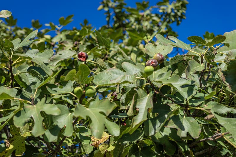 A Close-up of a Fig Tree with Ripe Figs Stock Photo - Image of summer ...