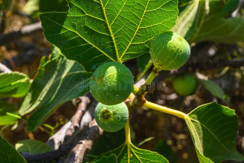 Close-up of a fig on tree stock photo. Image of green - 338259372