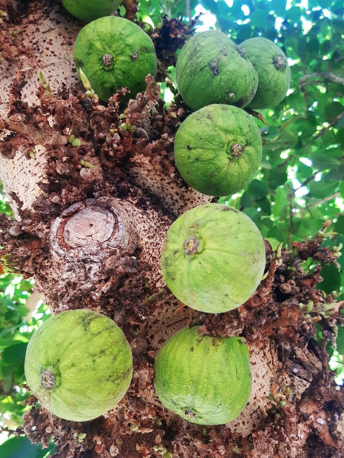 Close Up of Figs on a Branch. Fruit of the Ficus Tree. Fruit Trees ...