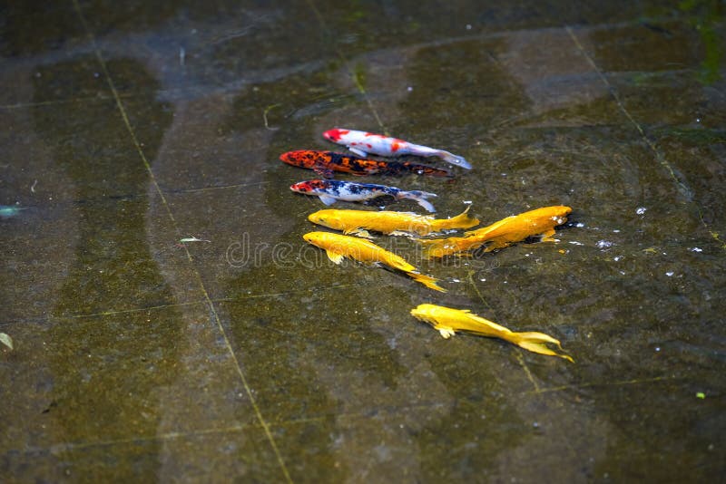 Close-up of Fine Koi Carp in Garden Breeding Pond Stock Image - Image ...