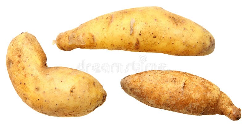 Close-up Fingerling Potatoes Stock Photo - Image of potatoes, vegan ...