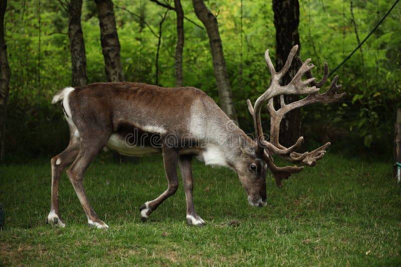 Close Up of a Finnish Forest Reindeer Grazing in a Forest Stock Photo ...