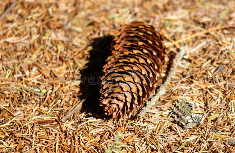 A Close-up of a Fir Cone Lying on the Ground Stock Image - Image of ...